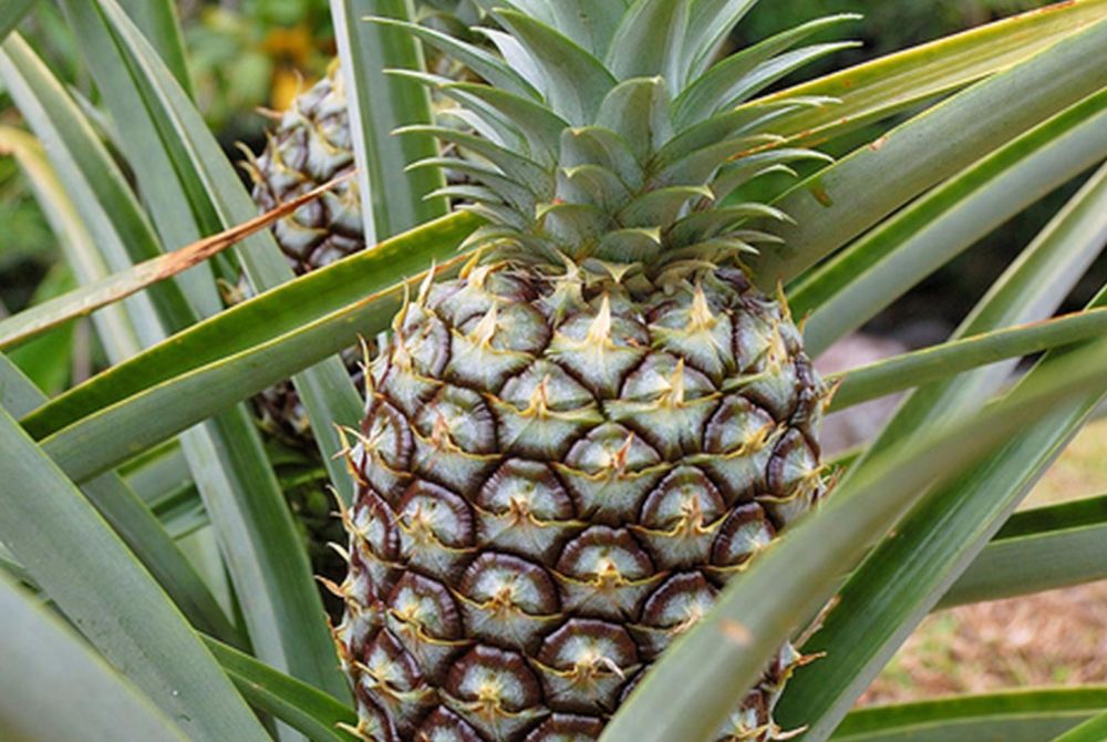 Produce sources | www.vidafresh.co.uk